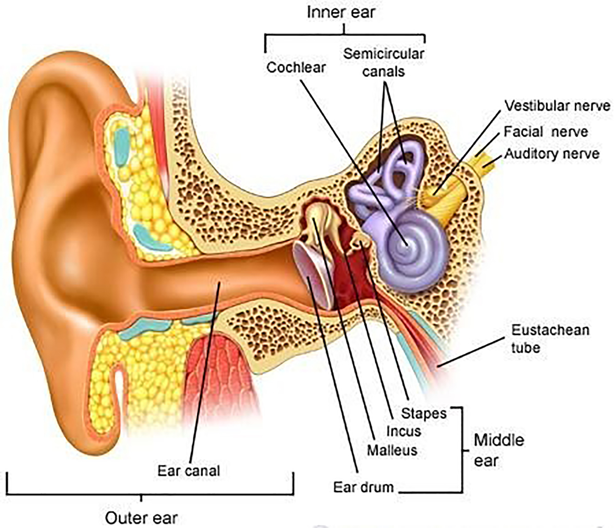 Ear anatomy lg Pain Relief Chiropractic